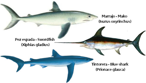 FIS - Companies & Products - Interfish is a benchmark for surface longlining